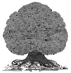 Buy your favorite Burton History Trees